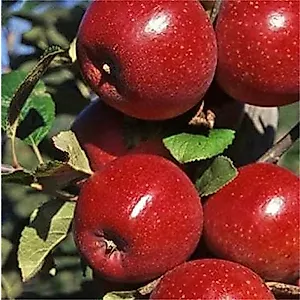Natural Fruit Seeds Red Devil Apple Tree Seeds 30Pcs