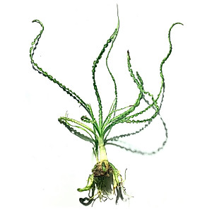 Marcus Fish Tanks Crinum Calamistratum Easy to Grow Hardy Live Aquarium Plant Betta Fish Plants