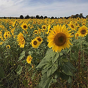 Outsidepride Helianthus Annuus Tall Wild Sunflower Plants - 1000 Seeds