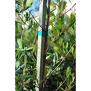 Bond Manufacturing Co 94006 4ft x 3/4in Packaged Hardwood Stakes, 0.75" x 0.75" x 4', Natural