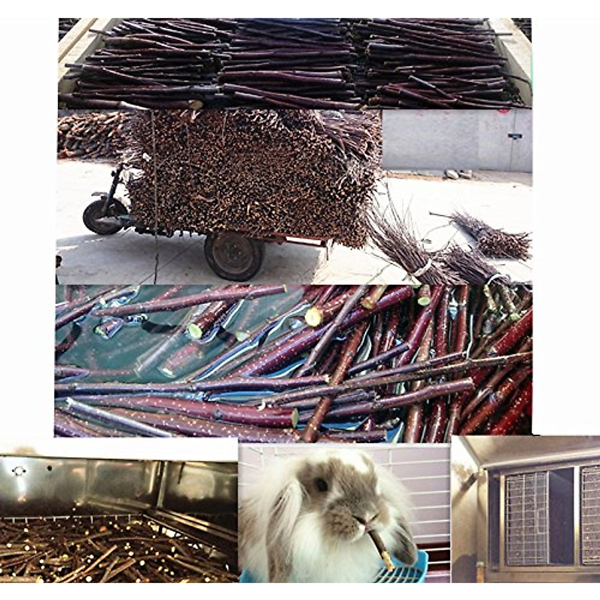 Hypeety Pet Snacks Apple Wood Sticks Chew Toy for Squirrel Rabbits Bunny Guinea Pigs Chinchilla Hamster 100g (3.5oz)