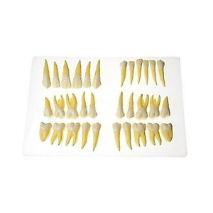 Doc.Royal 32 pcs Superior 2.5 Times Permanent Teeth Model Demonstration Teach Model