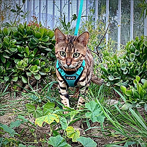 Mewo Cat Harness and Leash - Escape Proof, Soft, Comfortable, Reflective, & Adjustable, for a Safe & Snug Fit (Aqua Marine, Small)