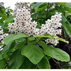 Indian Bean Tee Southern Cigar Tree Catawba Tree Catalpa Bignonioides 10 Seeds