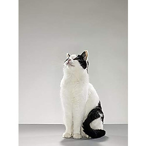 I LOVE MY PETS LLC Old cat Supplements - Ultra Vitamins - CAT Health - Mineral Boost - cat Vitamins Senior - 180 Treats (2 Bottles)