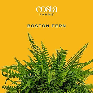 Costa Farms Boston Fern Live Plant, Outdoors or Indoor Houseplant in Hanging Basket Planter, Ferns Soil Mix, Real Plants Gift, Housewarming, Patio, Balcony, Front Porch Decor, 1-2 Feet Tall and Wide