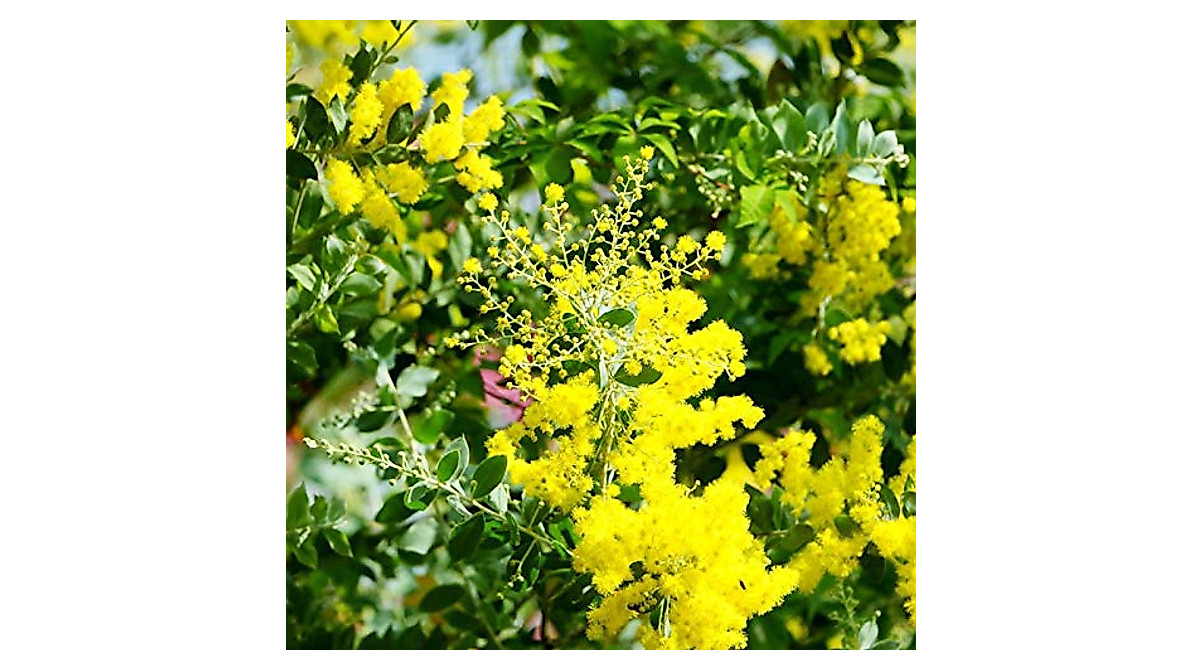 Golden Mimosa Seeds - Bloom All Year Round