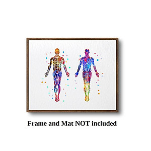Dignovel Studios 8X10 Unframed Muscular System Human Body Anatomy Watercolor Art Print Poster Housewarming Wall Giclee Office Home Decor DN532