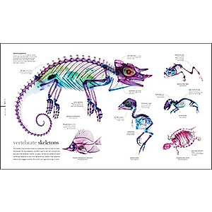 Zoology: Inside the Secret World of Animals (DK Secret World Encyclopedias)