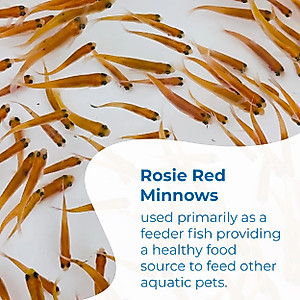 Toledo Goldfish Rosie Red Minnows - Versatile Live Fish Perfect for Aquariums or as Feeder Fish for Ponds - Small, 1,000 Count