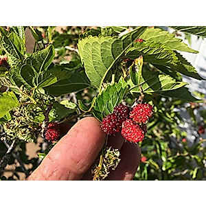Dwarf Everbearing Mulberry Plant - Morus nigra - Live Plant