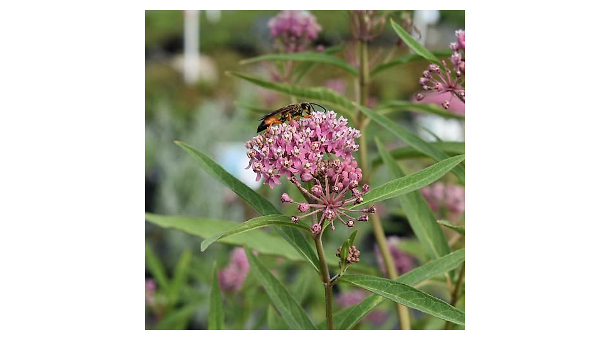 Buy Pink Swamp Milkweed Seeds | Attract Butterflies & Bees