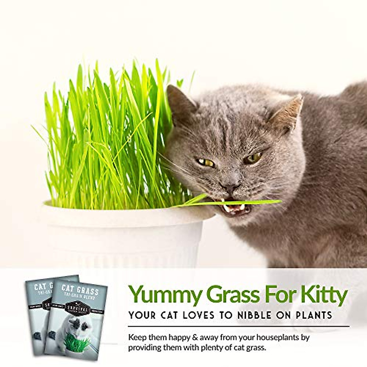 Survival Garden Seeds - Cat Grass Seed for Planting - Packet with Instructions to Plant and Grow Greens for Your Pet Indoors or Outdoors in a Container or Garden - Non-GMO Heirloom Variety
