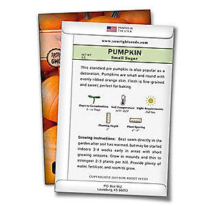Sow Right Seeds - Small Sugar Pumpkin Seed for Planting - Non-GMO Heirloom Packet with Instructions to Plant a Home Vegetable Garden - Great Gardening Gift (1)