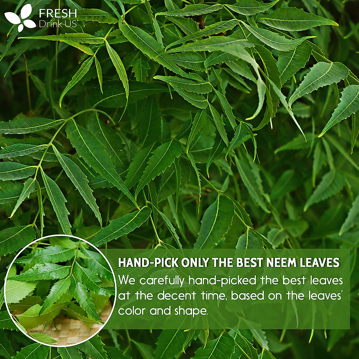 Premium 100 Neem Leaf Tea Bags, 100% Natural and Pure from Neem Leaves. Loose Leaf Neem Herbal Tea. Neem Leaf Tea. No Sugar, No Caffeine, No Gluten, Vegan.