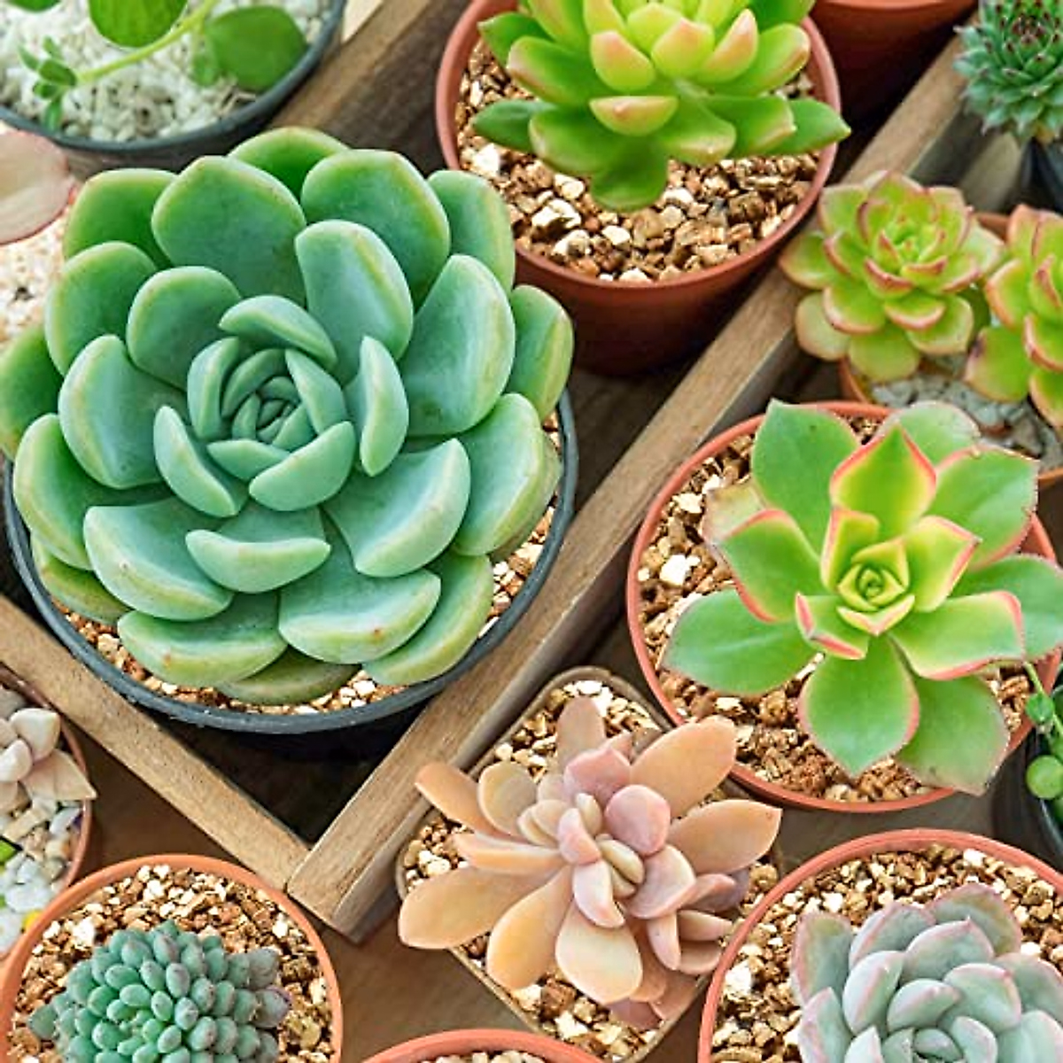 Halatool 2 QT Horticulture Vermiculite Professional Soil Addictive Coarse Grade Vermiculite for Plants Gardening Mushrooms Seed Starting