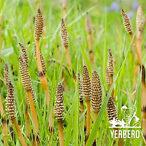 Yerbero - Premium Loose Horsetail Tea 2oz (58gr) | Cola De Caballo Te Herbal | Makes 30+ Cups | Shave Grass - Snake Grass | Stand Up Resealable Bag | Crafted By Nature100% All Natural.