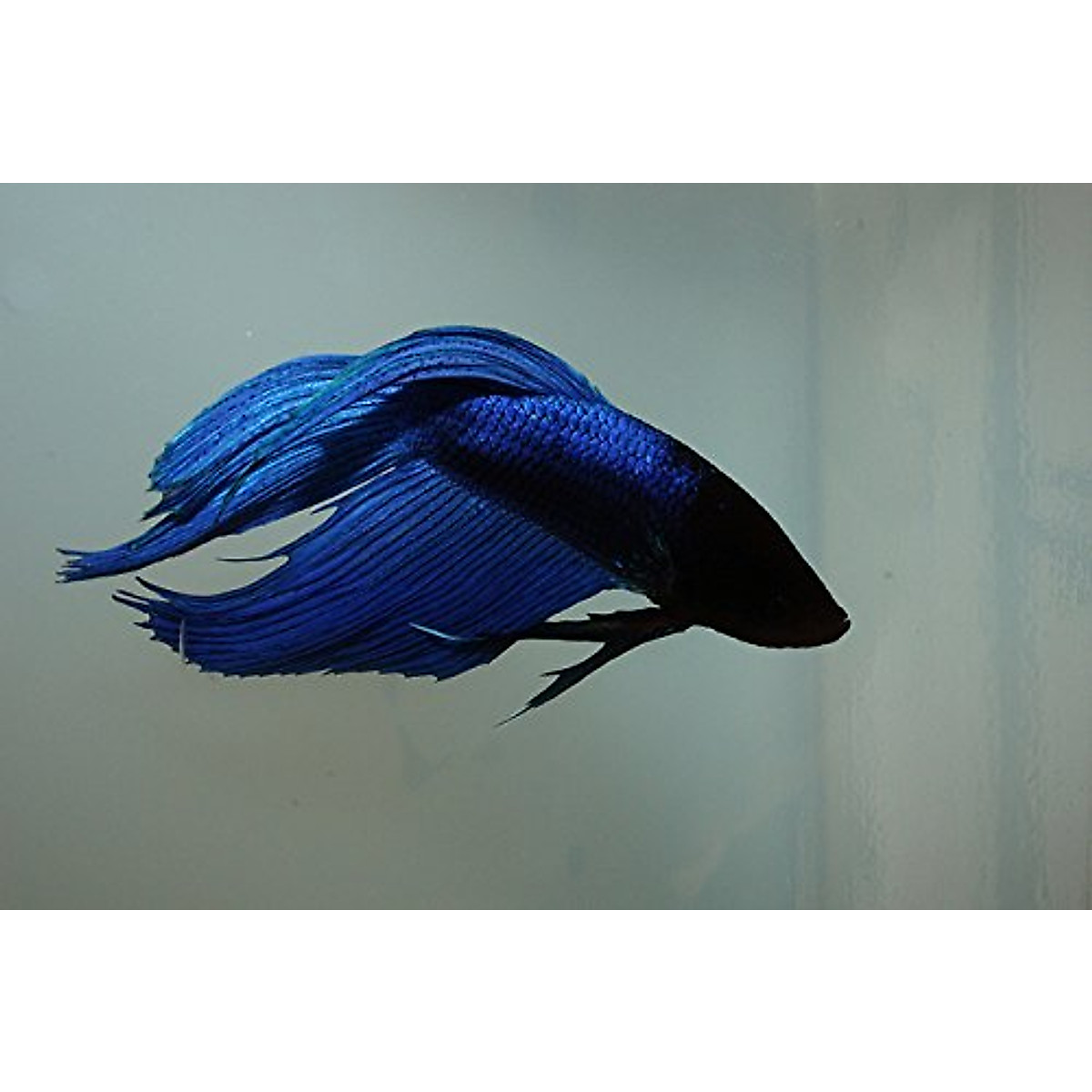 Betta Splendens Siamese Male Fighting Fish - Assorted Colors | Live Tropical Aquarium Fish