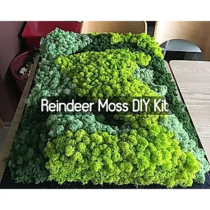 Prefleur Preserved Reindeer Craft Moss Natural Green DIY Kit Gardenning Art Wall Florist Easter Table Wedding(0.85lb)(Green-05)