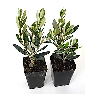 9GreenBox - Olive Tree - Tree of Peace - Olea europaea - 2 Pack