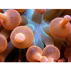 Olympus X-560WP - Digital camera - compact - 10.0 Mpix - optical zoom: 3 x - supported memory: xD, microSD - green