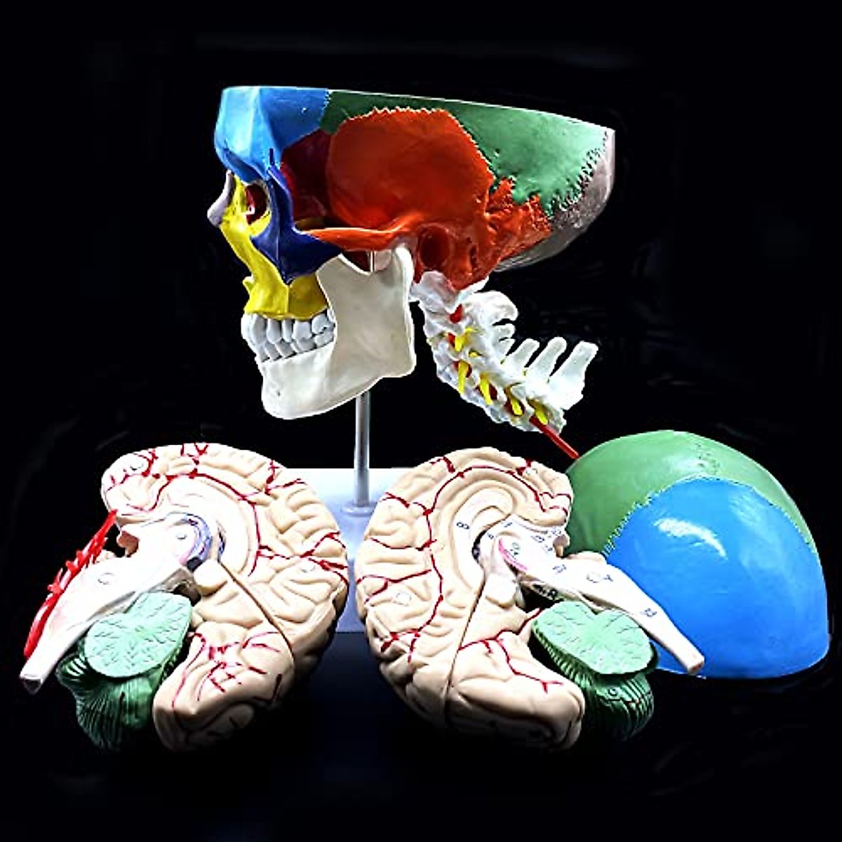 Human Skull with Brain and Cervical Vertebra Anatomical Model,Color-Coded Partitioned Skull，Life-Size Anatomy for Science Classroom Study Display Teaching Model