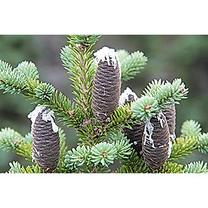 The Jonsteen Company Living Christmas Tree | Seed Grow Kit