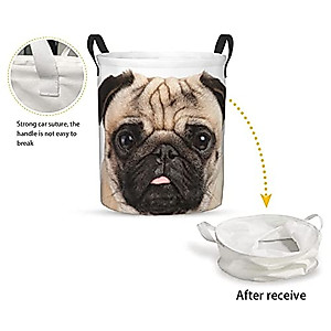 FeHuew Lovely Puppy Pug Portrait Collapsible Laundry Basket with Handle Waterproof Hamper Storage Organizer Large Bins for Dirty Clothes,toys