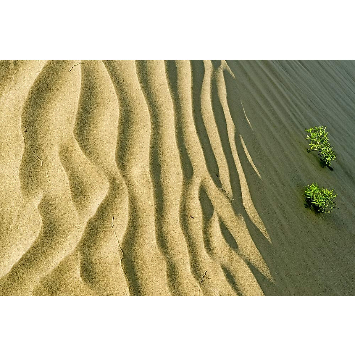 Posterazzi PDDCN11BJY0042LARGE Canada, Saskatchewan, Hills. Sand Dune Ripples and Plants Photo Print, 24 x 36, Multi