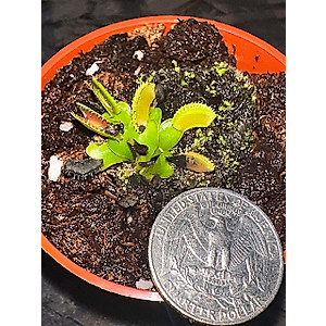 Starter Venus Flytrap - Discover The Galaxies Secret Wonder- Mars Venus Flytraps Carnivorous Live Plants