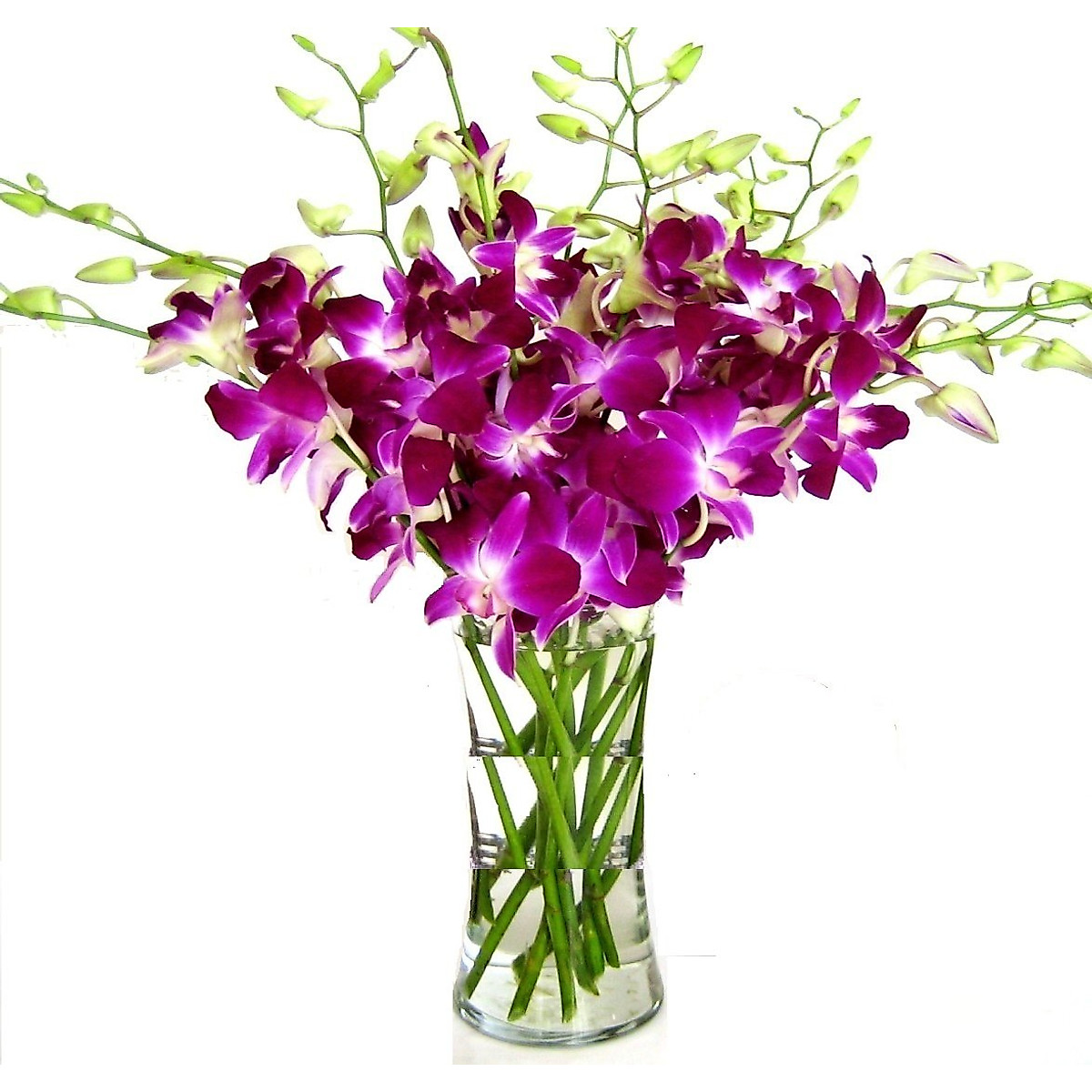 Fresh Cut Flowers -Dendrobium Purple Orchids with Vase Gift for Birthday, Sympathy, Anniversary, Get Well, Thank You, Valentine, Mother’s Day Flowers and Easter