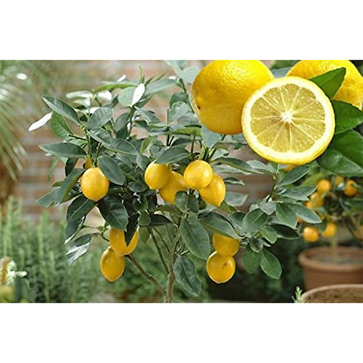 zcbang Rare Plant Fruit Seed Dwarf Meyer Lemon Tree Seeds 20 Pcs Plant Fruit Trees Seed — 🛍️ The ...