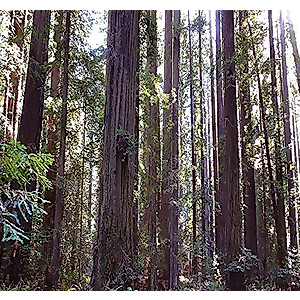 Cedar, Dogwood, Pine, Redwood, Spruce, Tree Seed by MySeeds.Co, You Choose The Color n Quantity (1 Pack, California Redwood - Big Pack)