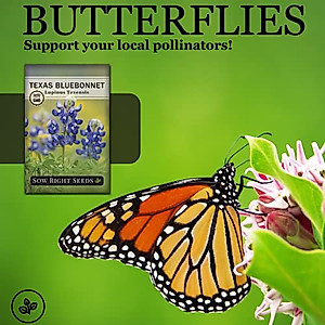 Sow Right Seeds - Texas Bluebonnet Seeds to Plant - Full Instructions for Planting and Growing a Beautiful Flower Garden; Non-GMO Heirloom Seeds; Wonderful Gardening Gift (1)