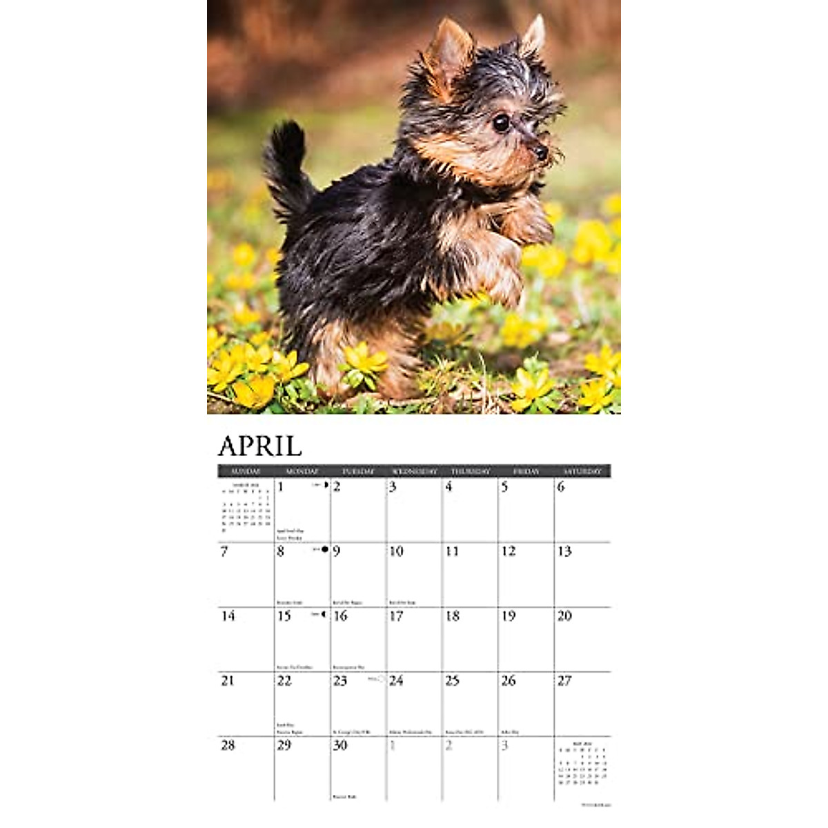 Willow Creek Press Yorkie Puppies Monthly 2024 Wall Calendar (12" x 12")