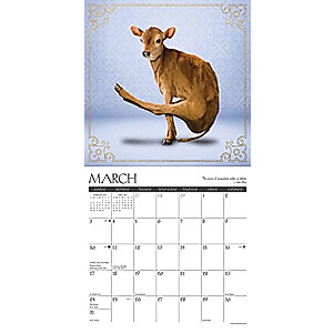 Willow Creek Press Cow Yoga Monthly 2024 Wall Calendar (12" x 12")