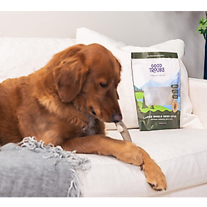 Good Trouble Pets All-Natural Shed Premium Antler Dog Chews - North American Sourced Deer Antlers for Dental Health & Anxiety Relief - Odor-Free & Non-Toxic Chew Toys for Dogs 2 Whole Antlers, Large