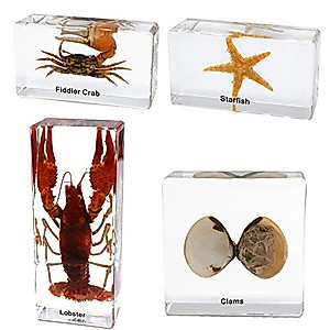 Cherish XT 8 PCS Marine Animals Specimens Set Paperweights Taxidermy for Science Education Include Pagurid,Spiral Shell,Lobster,Sea Anemone,Cuttlefish,Fiddler Crab,Clams,Starfiash Specimen