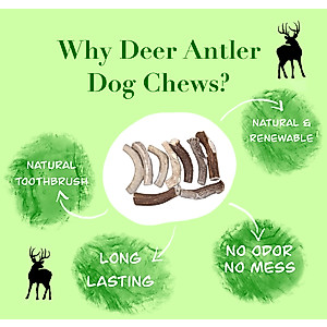 Deer Valley Chews Premium Deer Antler for Dogs - Medium 5-7 Inches Long, 3 Pack - All Natural Dental Treat for Teething and Chewing - Premium Grade, Naturally Shed