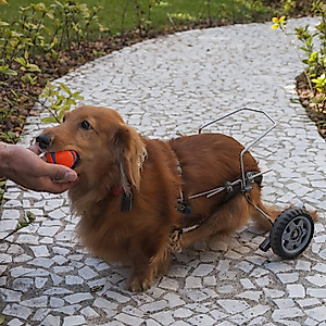 Petstages Dogwood Wood Alternative Dog Chew Toy, Large & Chuckit Ultra Ball Dog Toy, Medium (2.5 Inch Diameter) Pack of 2, for Breeds 20-60 lbs