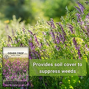 Sow Right Seeds - Hairy Vetch Seed for Planting - Cover Crops to Plant in Your Home Vegetable Garden - Enriches Soil - Suppresses Weeds - Winter Hardy - Non-GMO Heirloom Seeds - A Great Gardening Gift