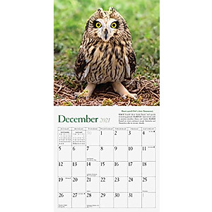 Audubon Little Owls Mini Wall Calendar 2021