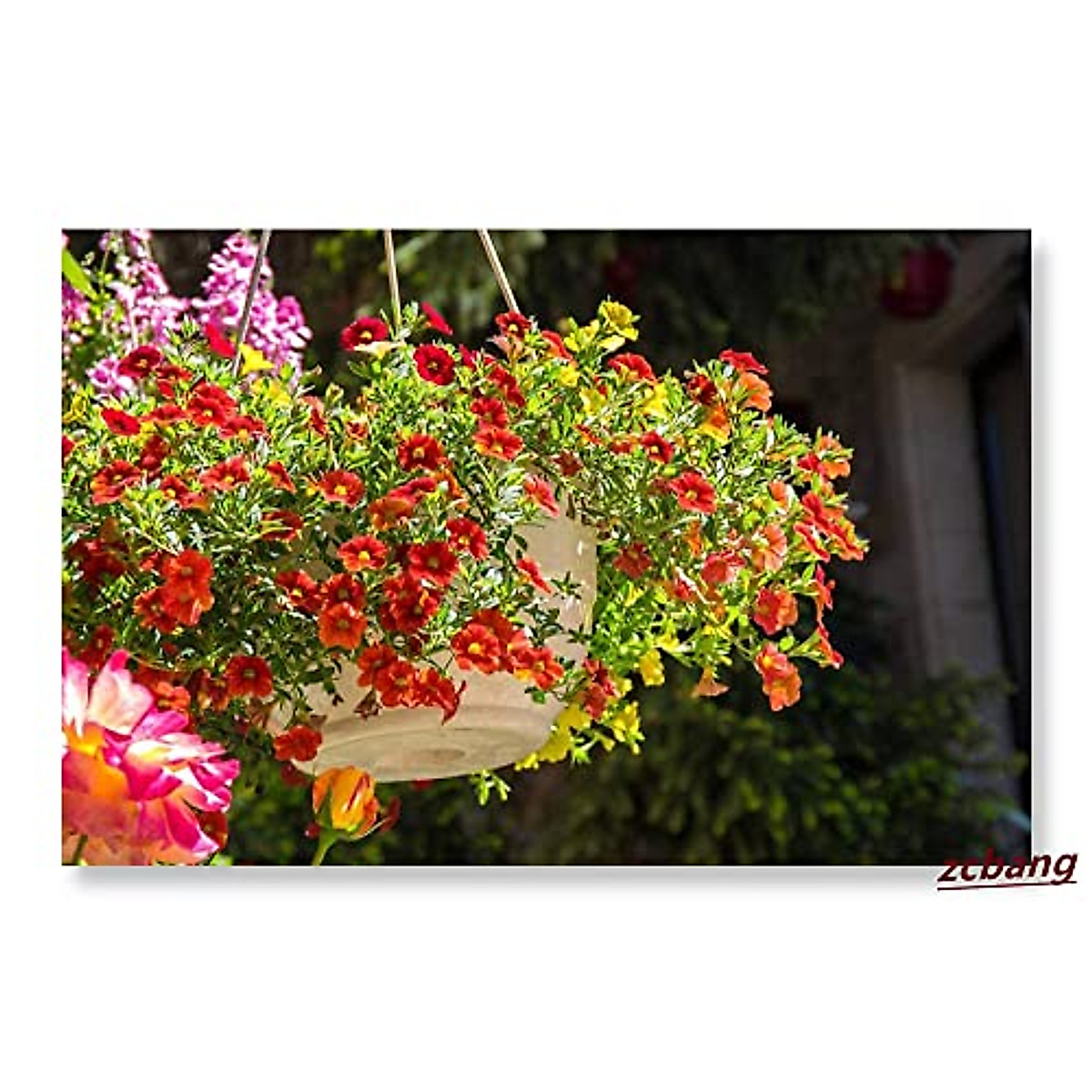 zcbang Petunia Seeds 2000+Pcs 'Colour-Themed Collection'(Rainbow Colors) Perennial Flower Mix Seeds