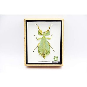 Angelwing Real Leaf Insect Beetle Bug Green Brown Taxidermy Butterfly Insect Box Framed Display