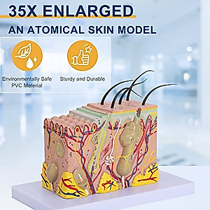 Healthible Skin Anatomy Model - 35X Enlarged Anatomical Skin Layer Structure Model Skin Anatomical Model with Hair for Science Classroom