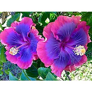 10 Seeds Pink Purple Blue Hibiscus Flower Tropical Garden Exotic Perennial Hardy