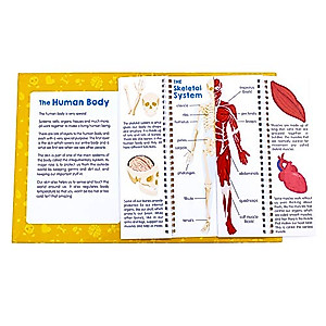 Junior Learning JL647 Anatomy Flips, Multi