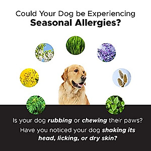 PetHonesty Allergy Skin Health - Fish Oil for Dogs Omegas, DHAGold, Flaxseed, Probiotics for Itch-Free Skin, Shiny Coats, Helps Reduce Shedding, Soft Chews for Healthy Skin & Coat - 90 ct (Salmon)