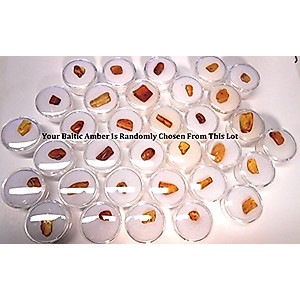 Genuine Fossil Baltic Amber Resin with Insect Inclusion from Lithuania with Free Magnifying Glass, Acrylic Display Stand, Fact Sheet & COA Bundle.