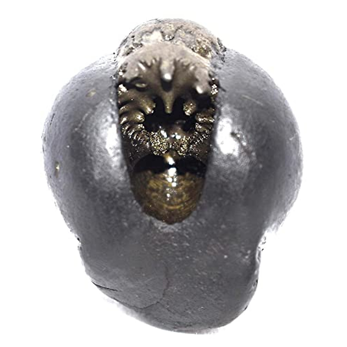 Rudrakshguru Wooden Bhuvaneshwari Shaligram (Black, 2.50 x 2-inch)